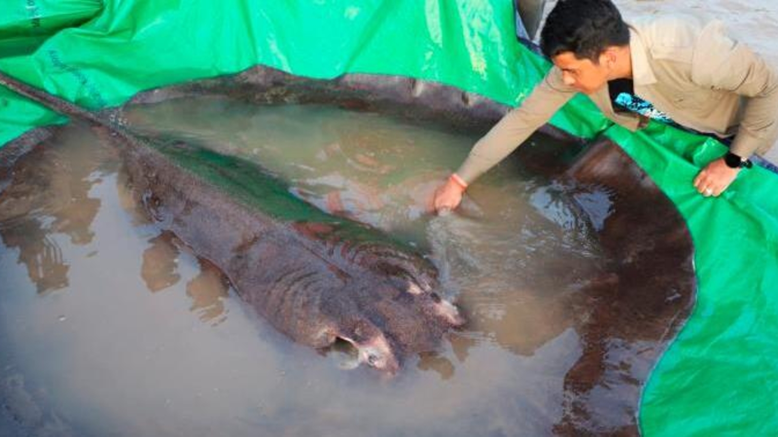Größter Rochen der Welt gefangen