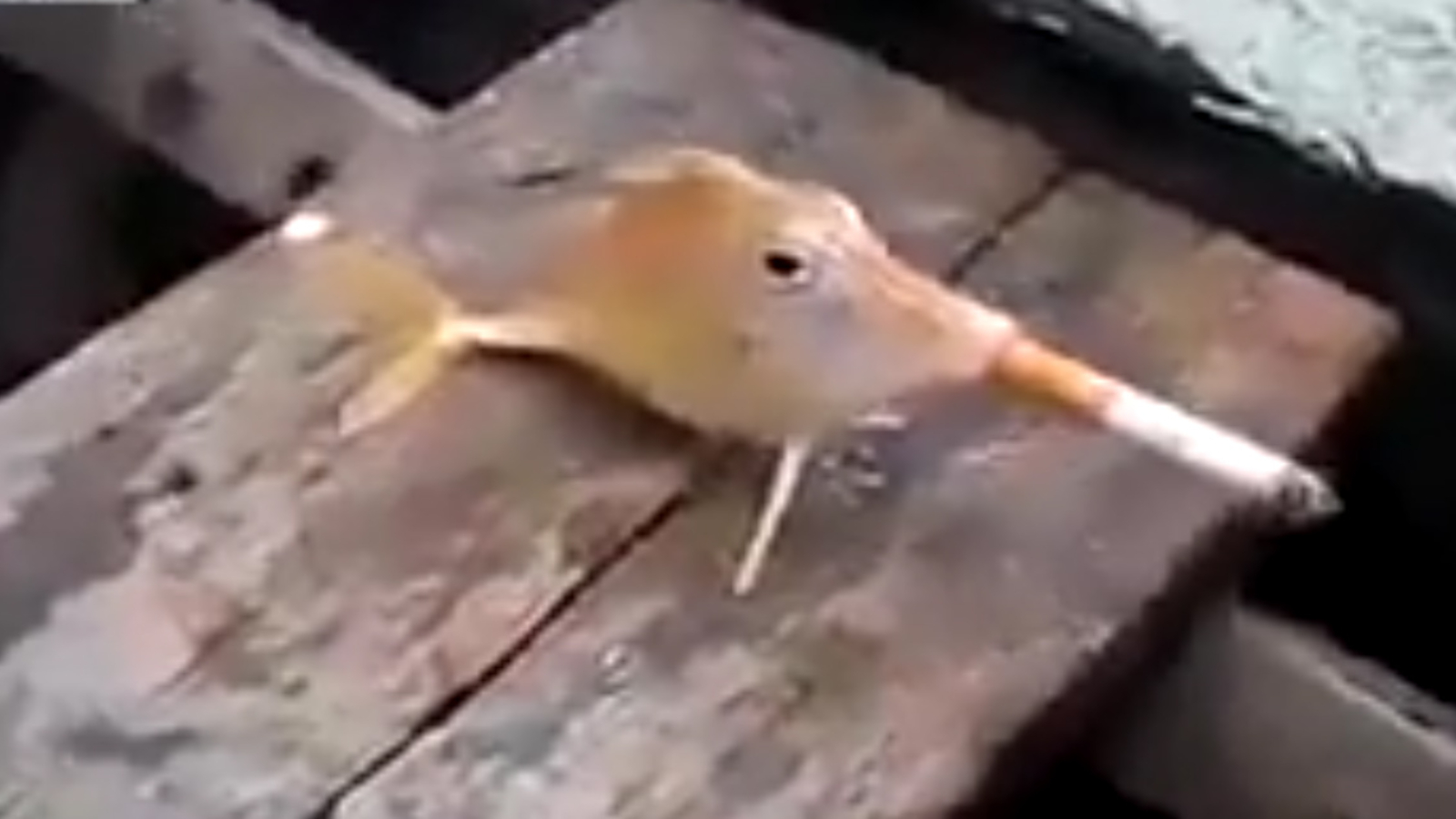 Dieser Fisch raucht eine Zigarette - oe24.at