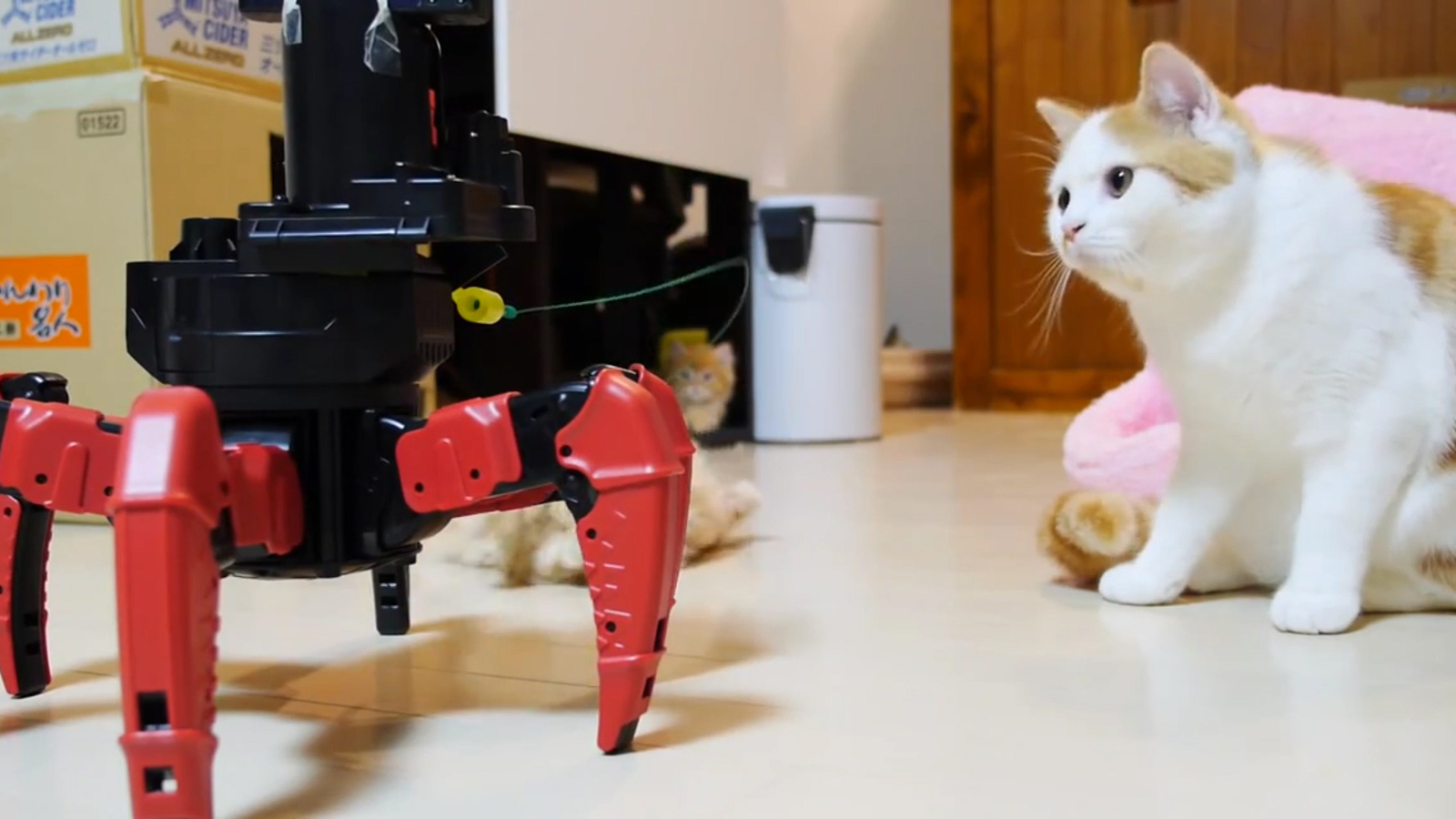 Roboter ist der perfekte Katzen-Sitter