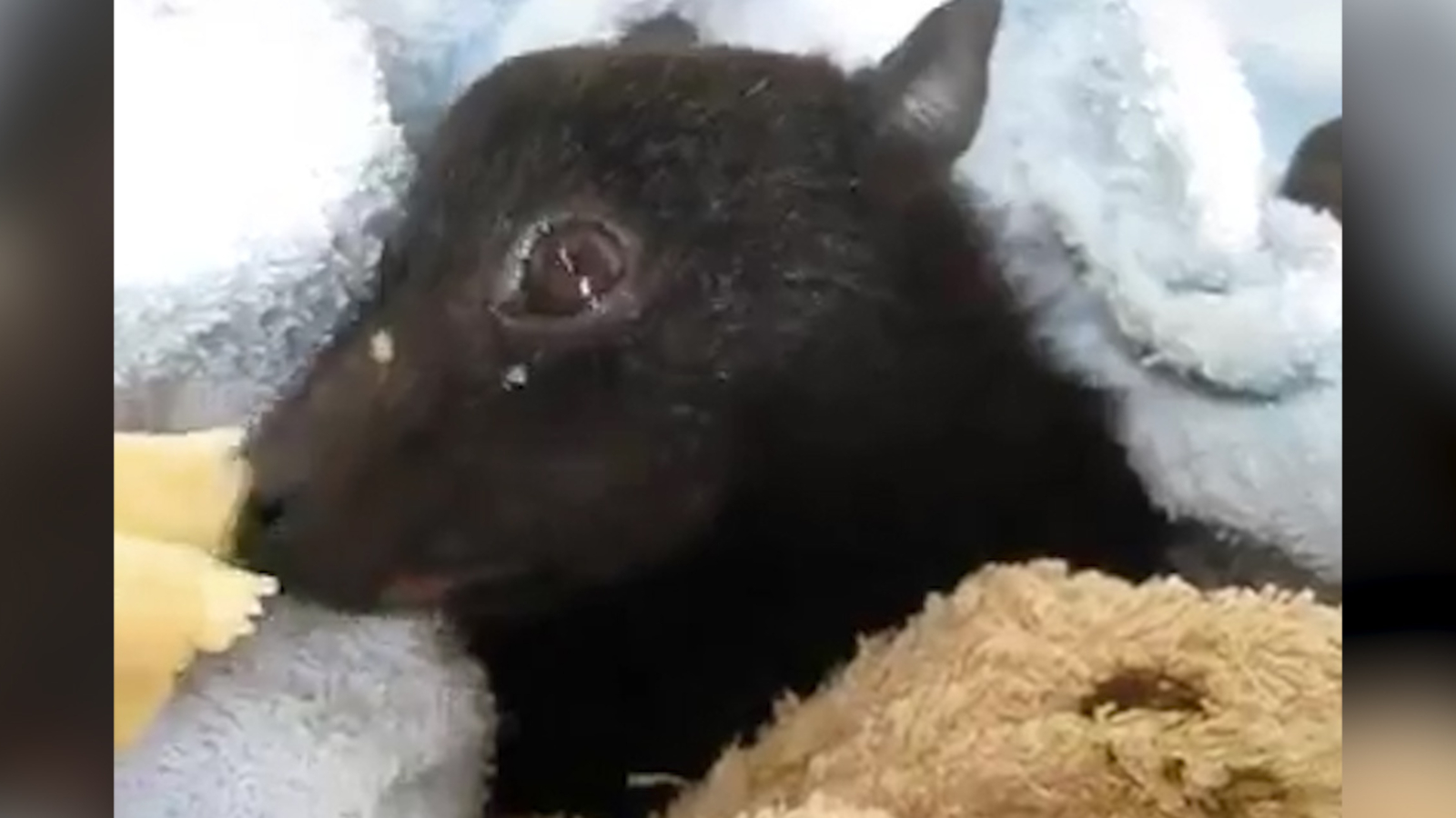 Baby-Fledermaus isst eine Banane
