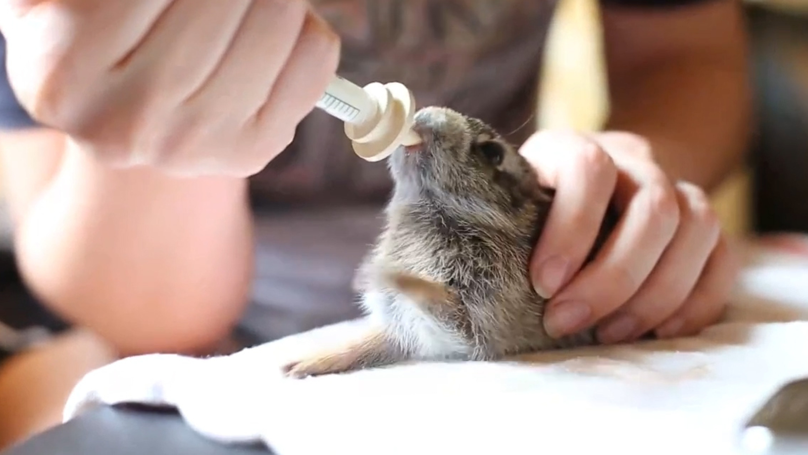 Süßer Baby-Hase ist durstig