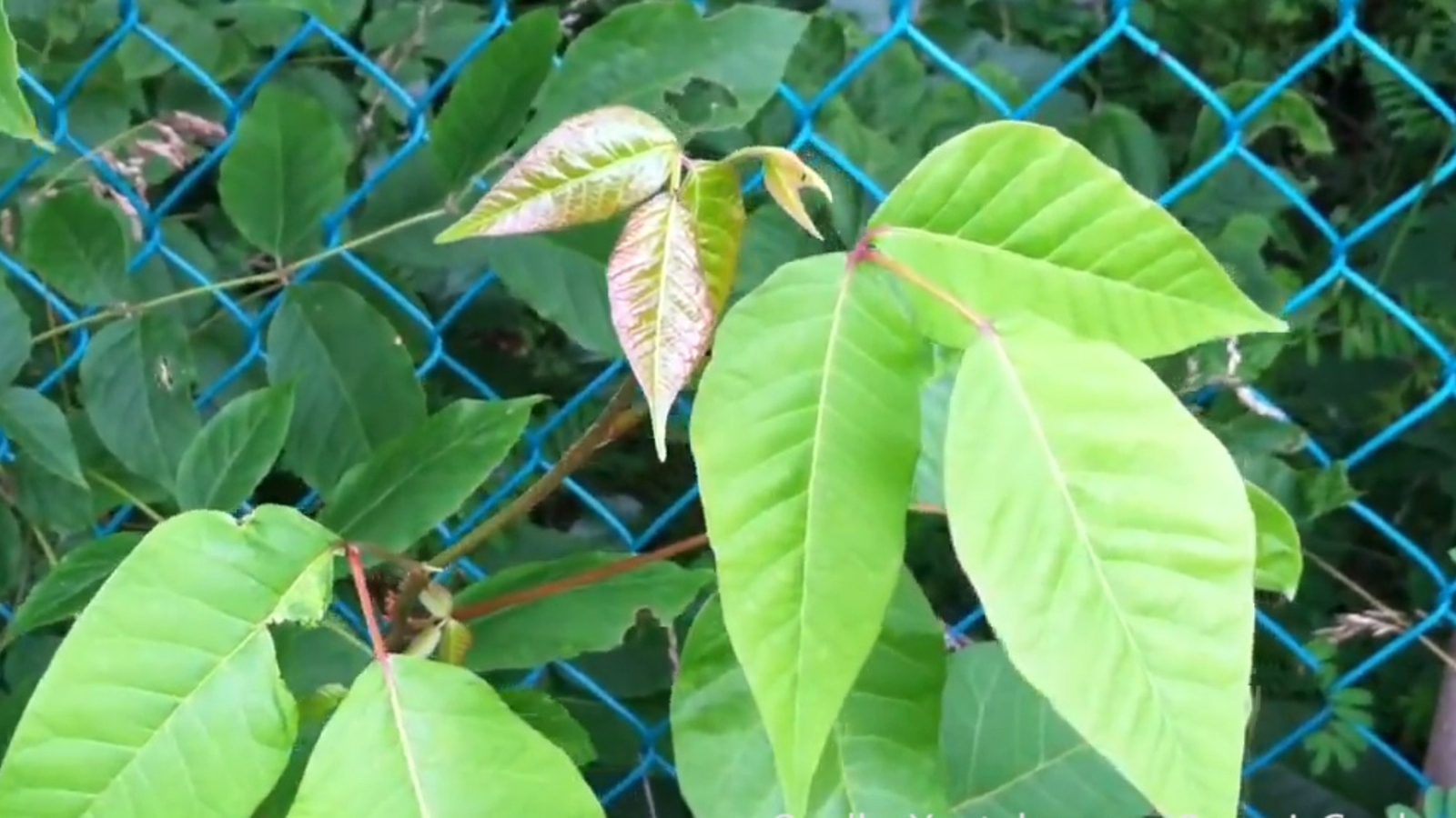 So erkennen Sie den Gift-Efeu