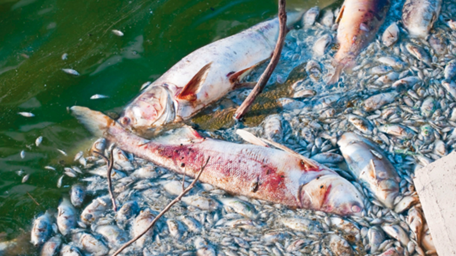 So dreckig sind unsere Flüsse - oe24.at