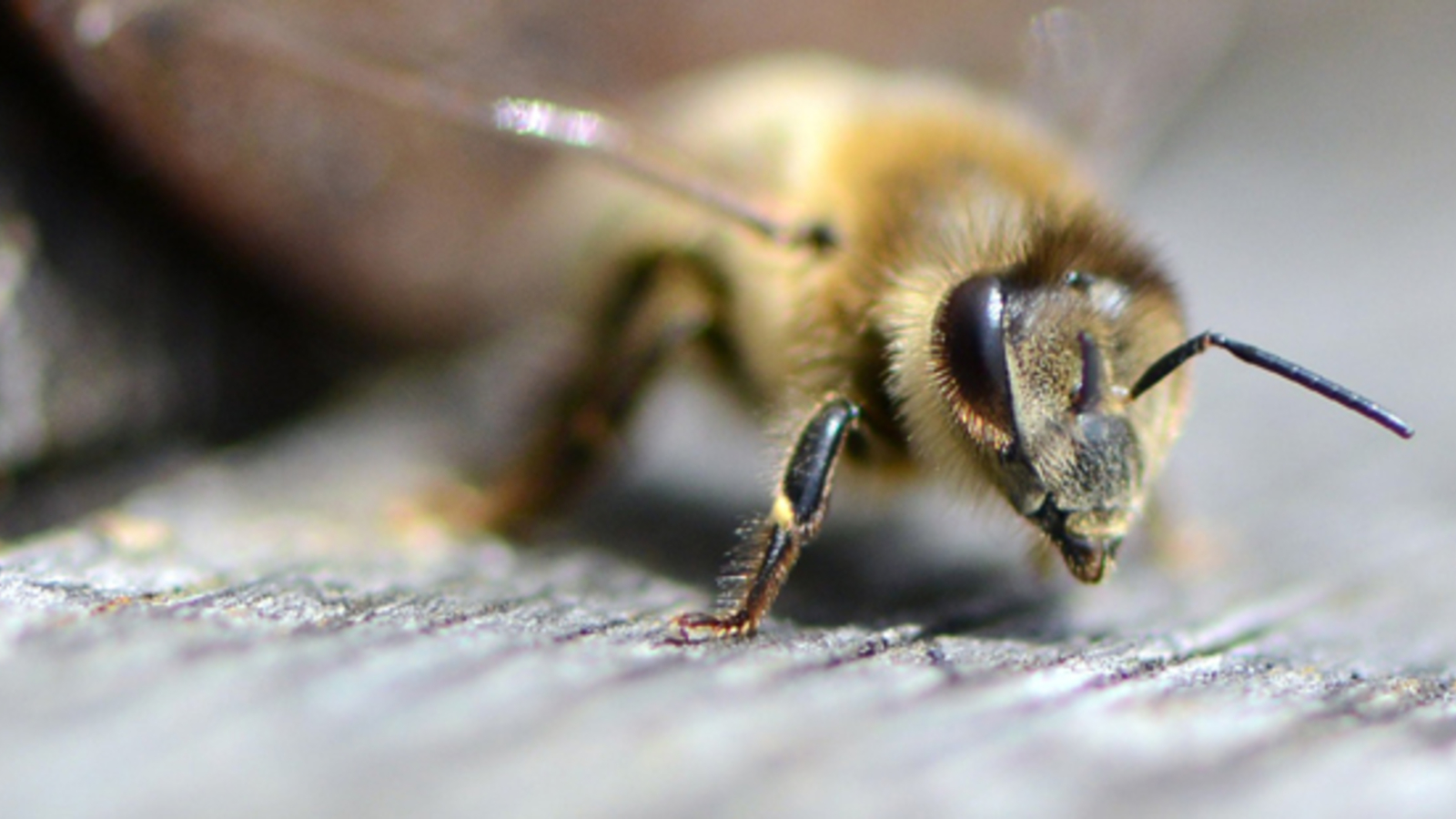 Biene an Bord legt Flugzeug lahm