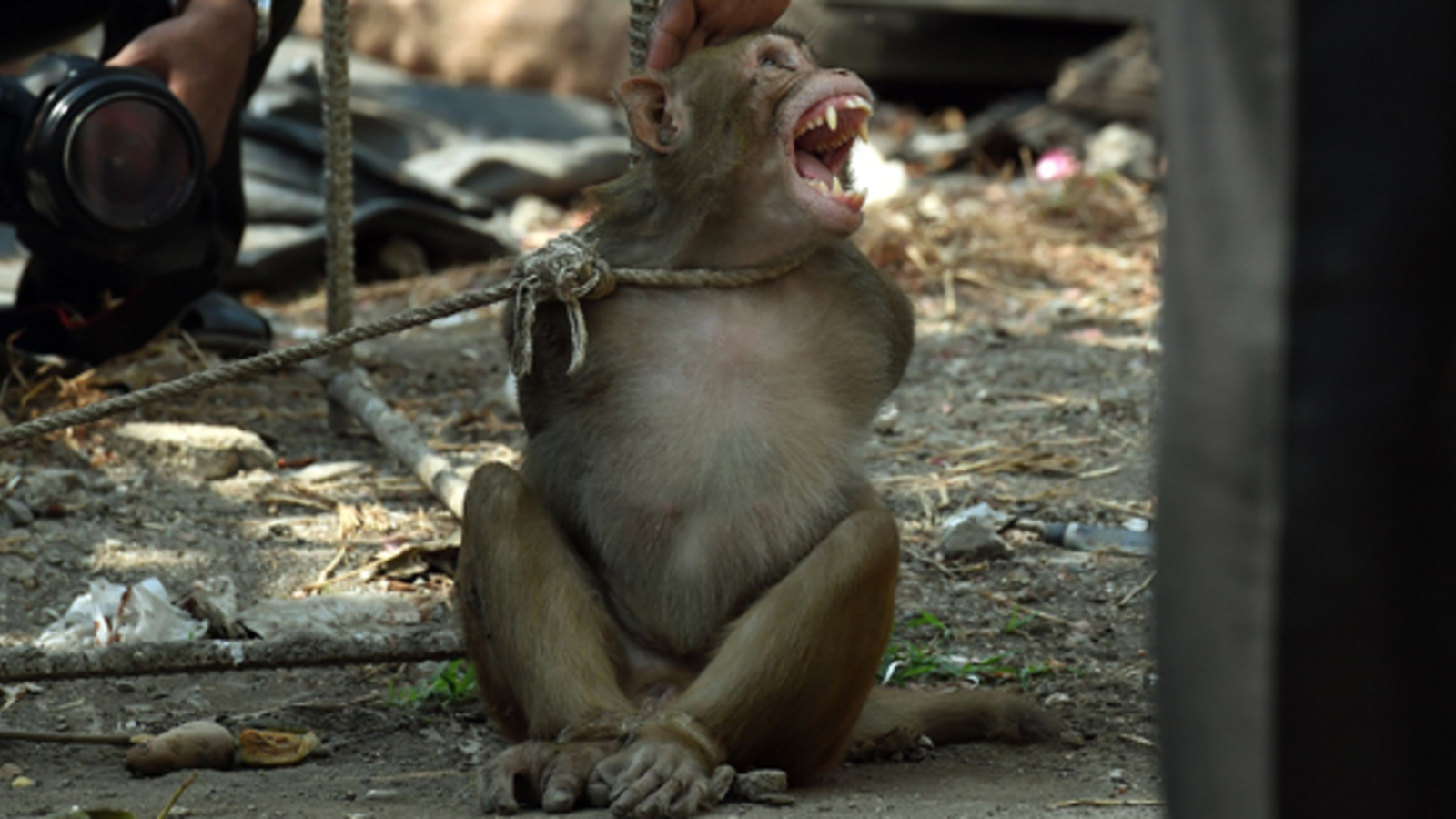 Affe bewirft Mädchen mit Kot