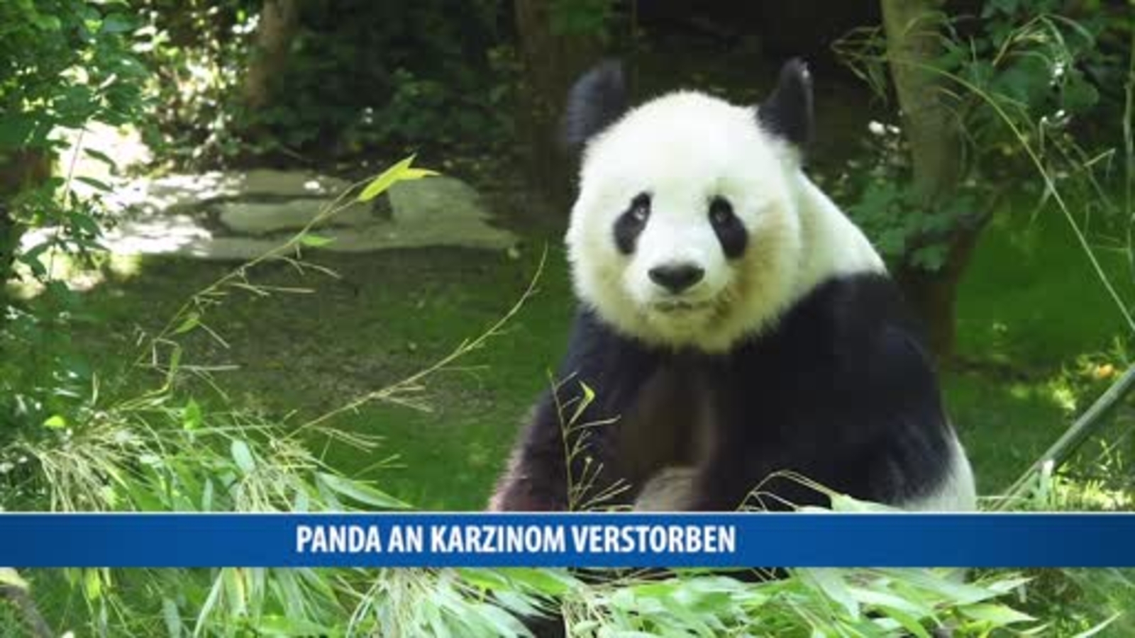 Panda an Karzinom verstorben