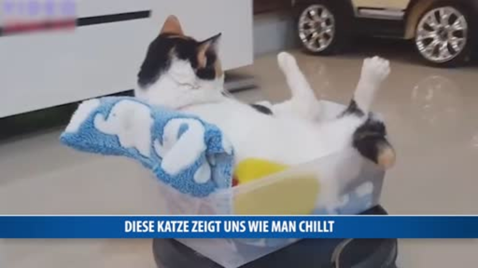 Diese Katze ist Meister im Chillen