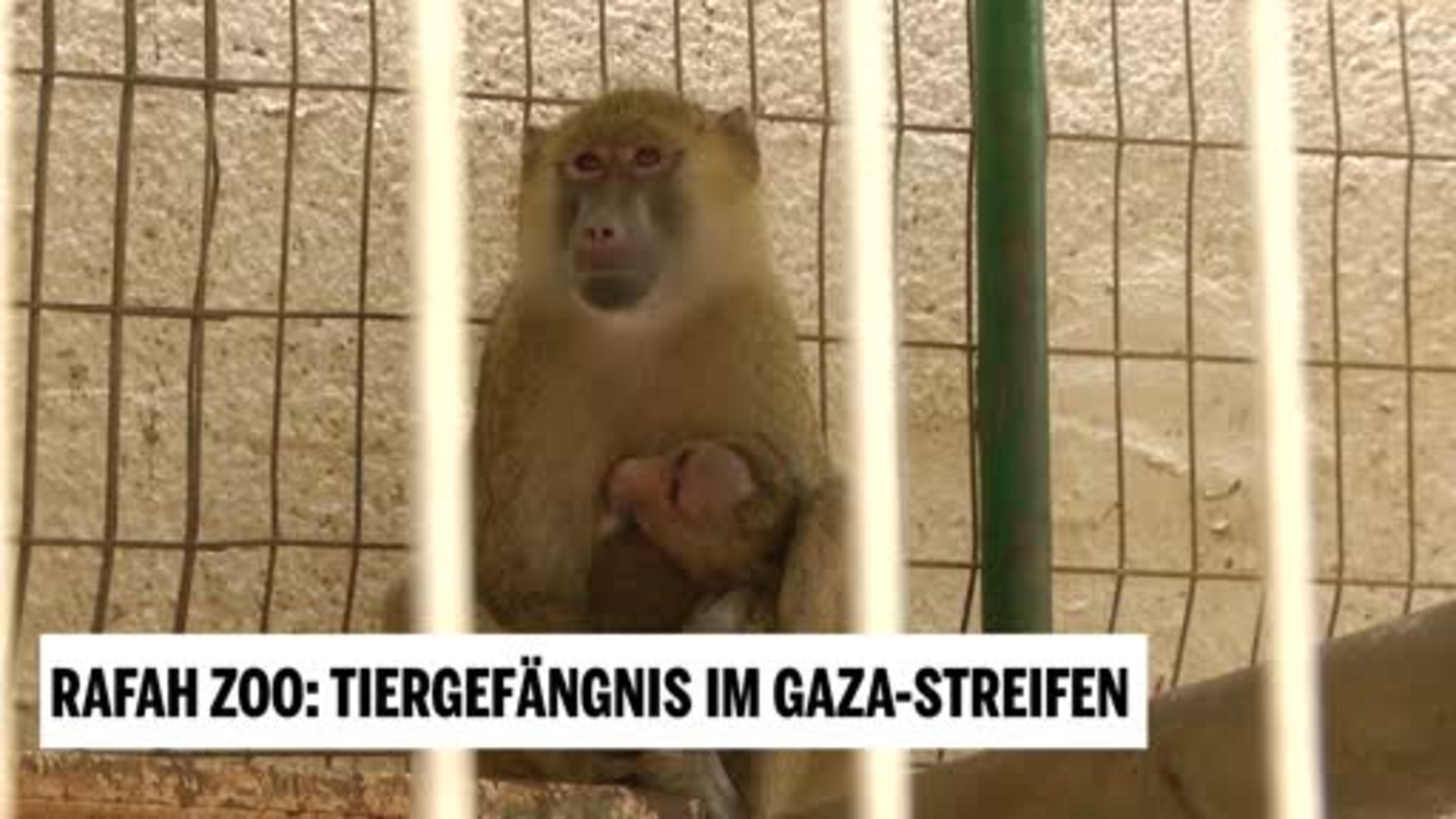 Unsere Tiere - Rafah Zoo - Sendung 10032019 - oe24.at