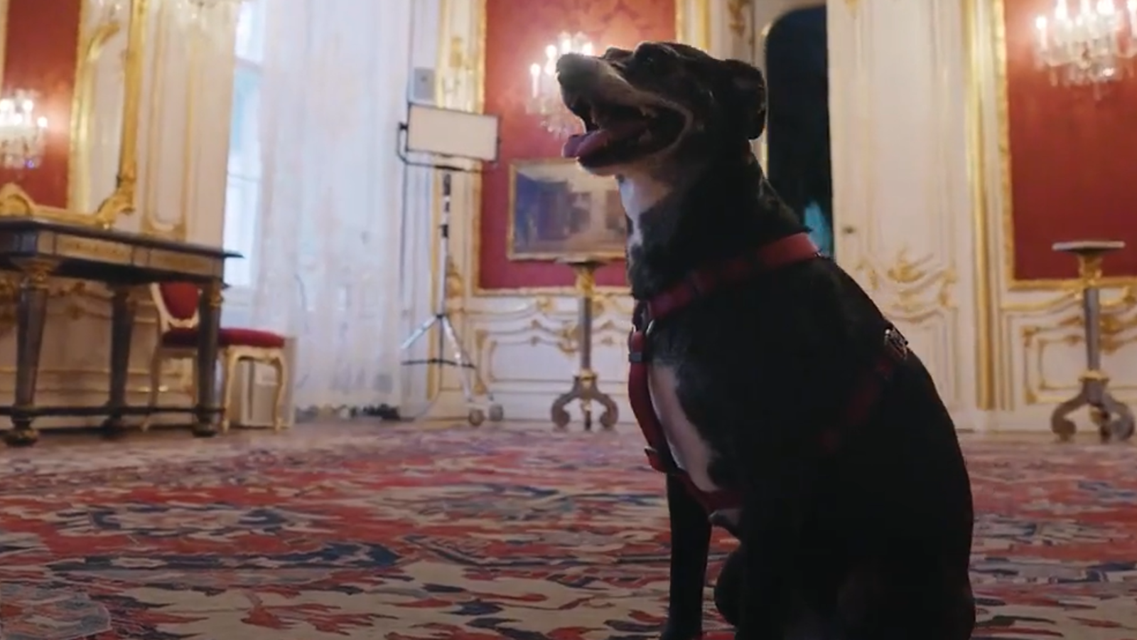 First Dog Juli "spricht Empfehlung" für VDB aus