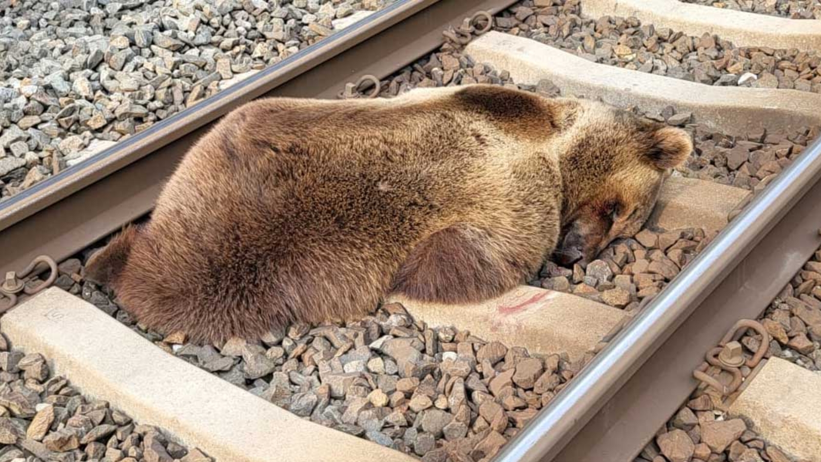 Toter Bär auf Gleisen: Todesursache steht fest - oe24.at