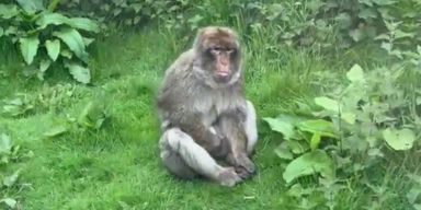 Geiler Affe schockt Tierpark-Besucher