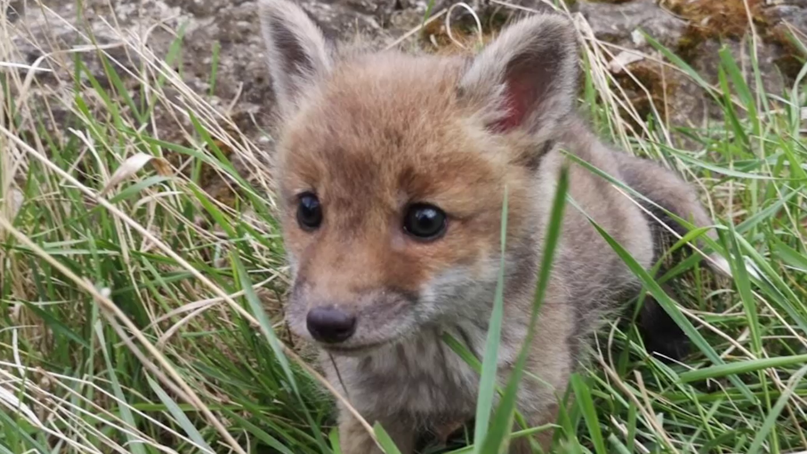 Tierschutz Austria: Baby-Fuchs gerettet - oe24.at