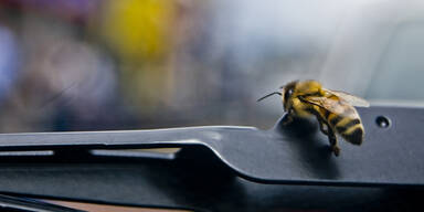 Biene im Auto! Unfall mit drei Verletzten