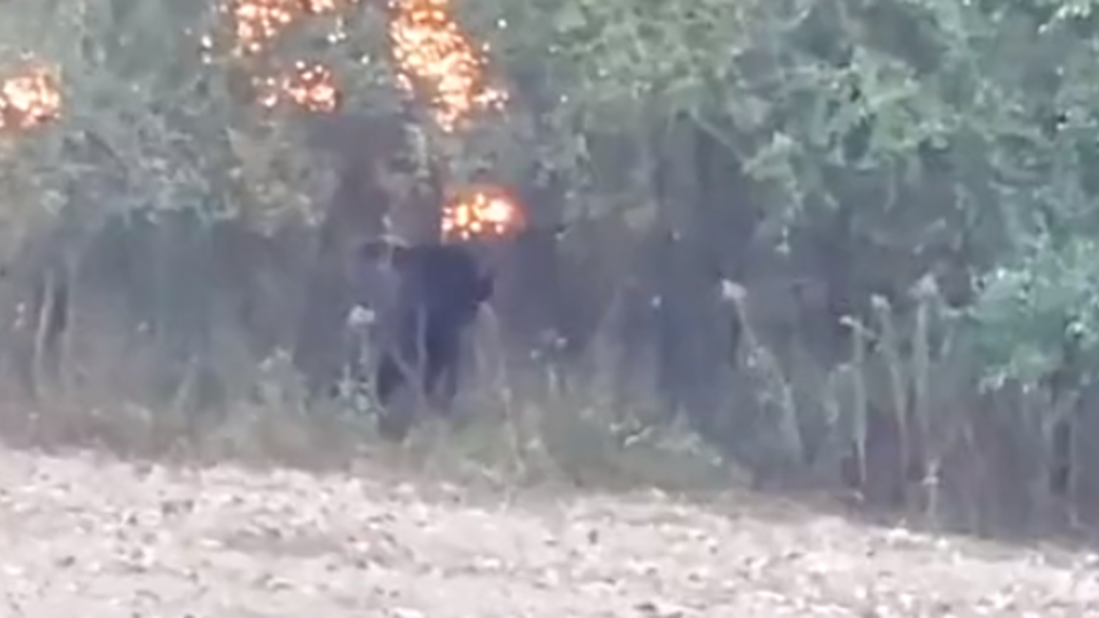 Bigfoot: Schwarze Gestalt am Waldrand gefilmt