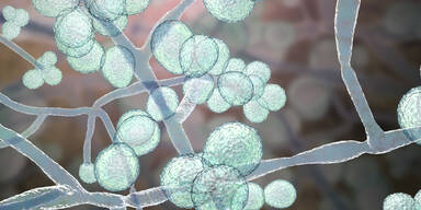 WHO warnt vor lebensgefährlichen Pilzerkrankungen - oe24.at