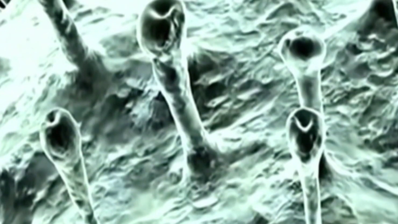 Neue Studie: Britische Mutation doch nicht tödlicher - oe24.at