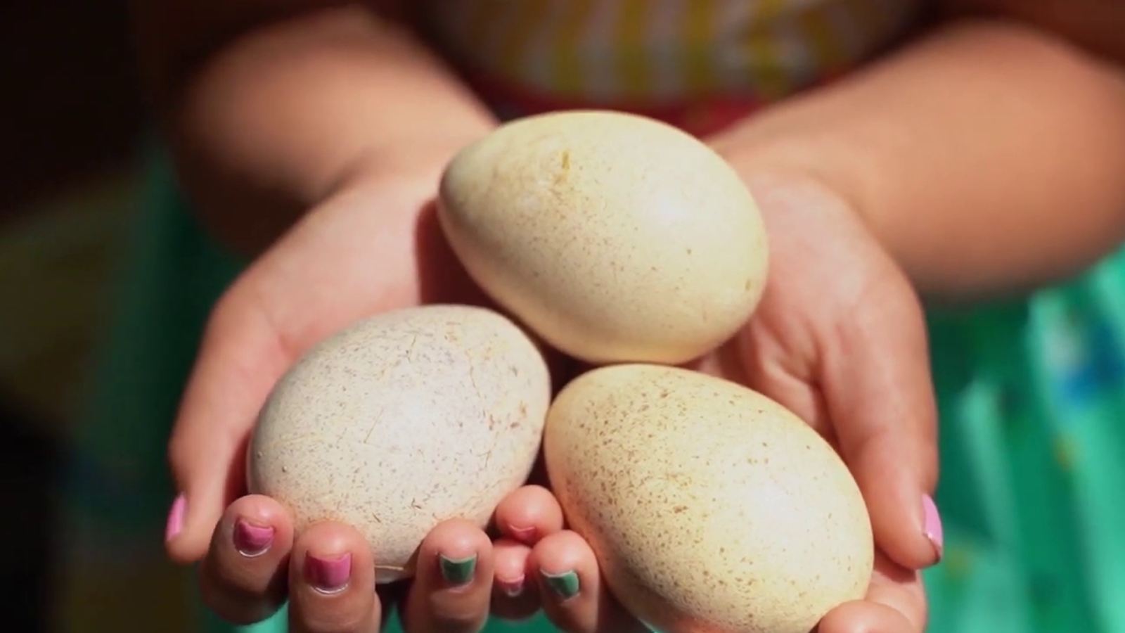 Welt-Ei-Tag: Wie viele Eiprodukte kommen aus Käfighaltung? - oe24.at