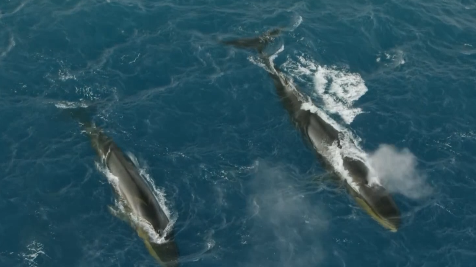 Finnwale: Laut Studie erholen sich Bestände in der Antarktis - oe24.at