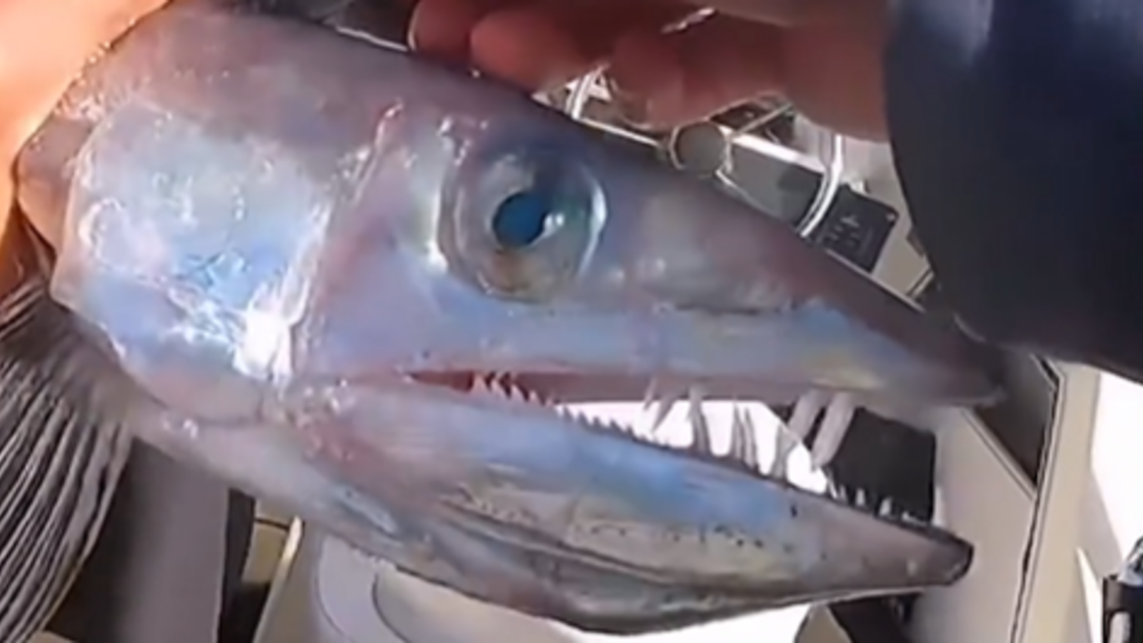 Horror-Fisch gibt Anglern ein Rätsel auf