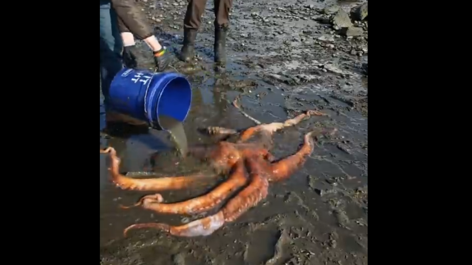 Heroisch: Oktopus an Land gespült und gerettet