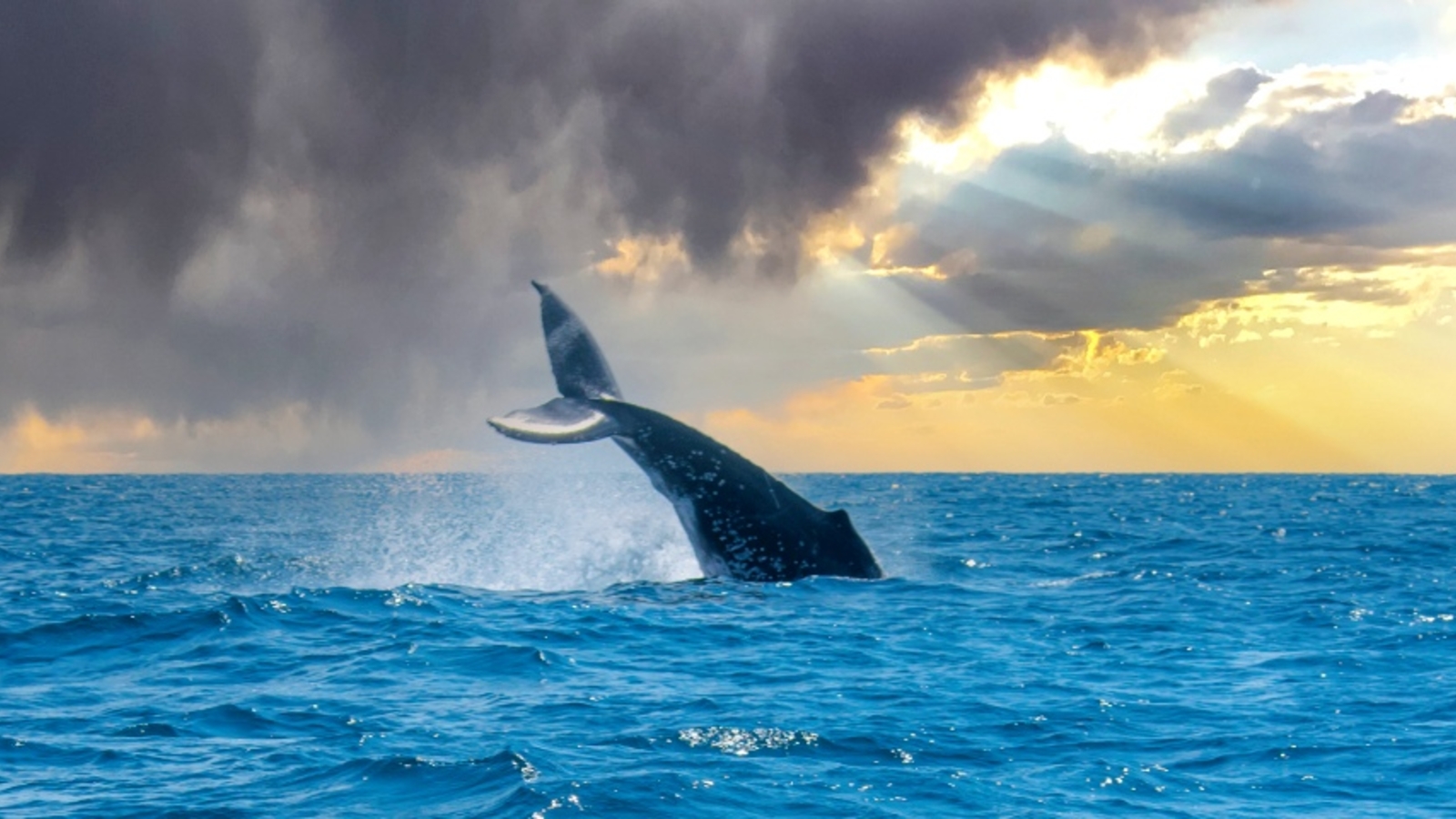 Ankunft der Buckelwale vor Ecuador |Atemberaubendes Naturschauspiel