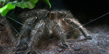 Größte Spinne der Welt krabbelt durchs MQ - oe24.at