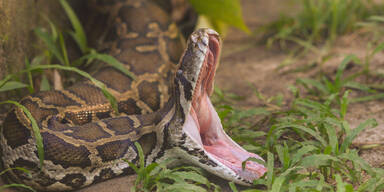 Oma von 7 Meter-Monsterpython verspeist