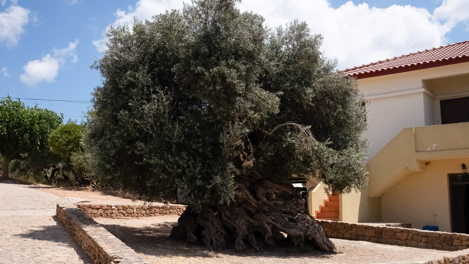 Unfassbar: SO alt ist der älteste Baum der Welt