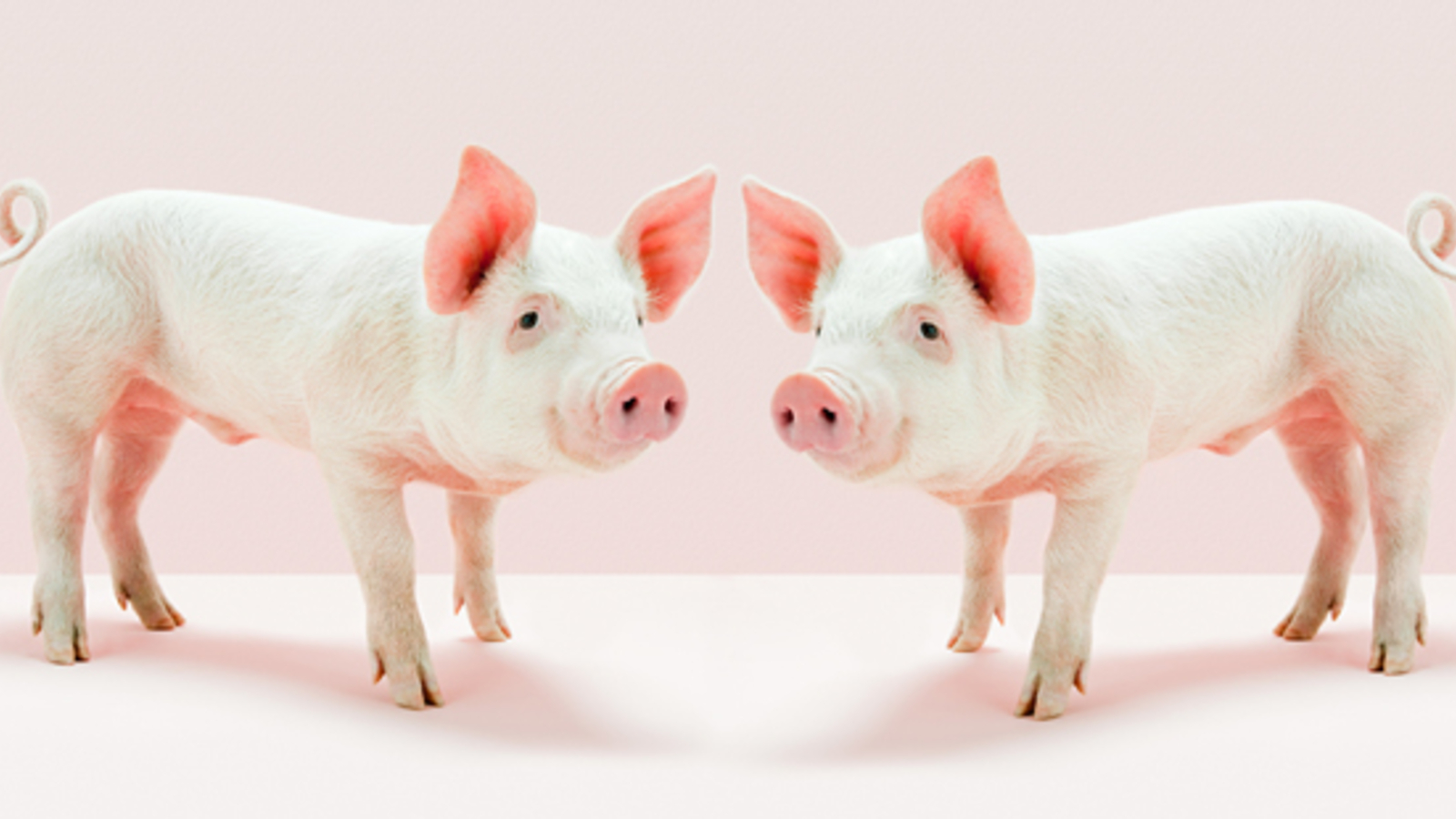 China baut weltgrößte Klon-Fabrik