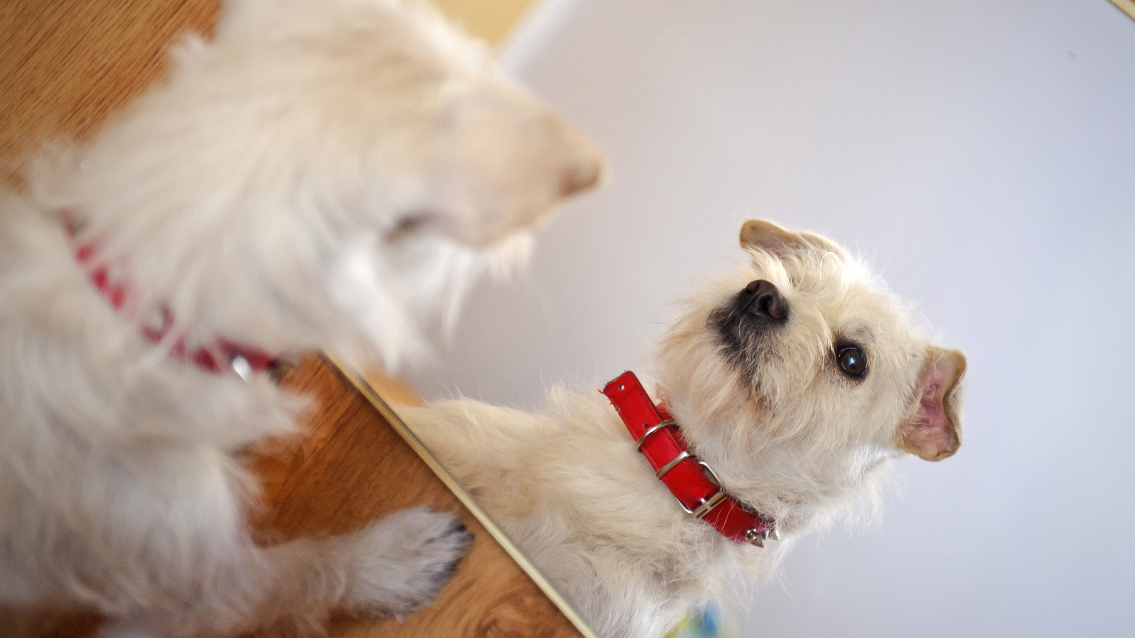 Erkennt ein Hund sein Spiegelbild?