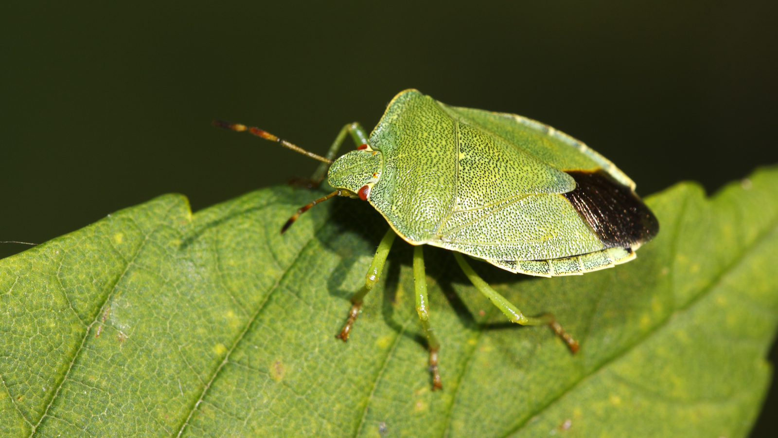 Stinkwanzen: Wie wird man sie wieder los?