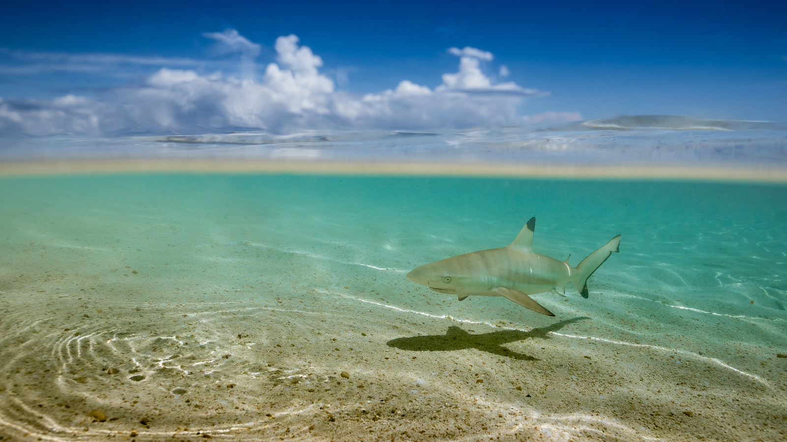 Hai-Alarm: Diese Urlaubsziele sind gefährdet - oe24.at