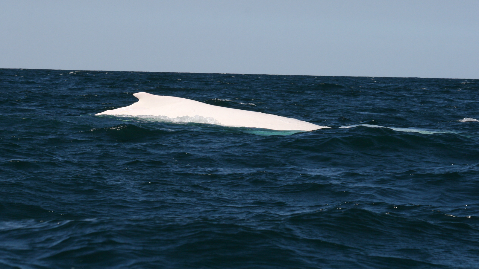 Ultra-Seltener Albino-Wal vor der Küste Australiens gesichtet