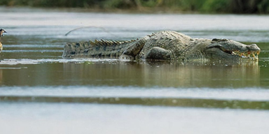 Dieses Krokodil hat mehr als 300 Menschen auf dem Gewissen