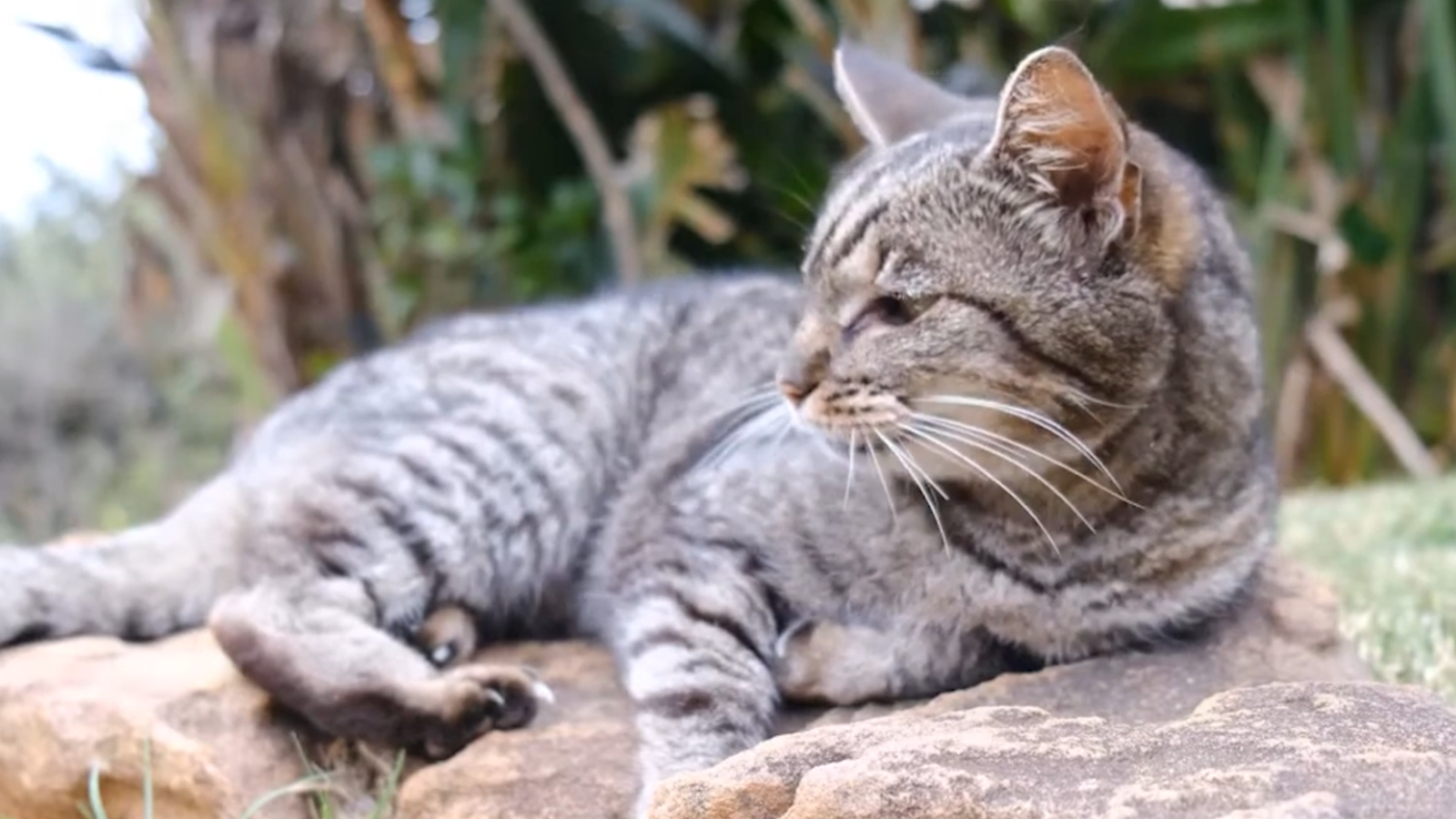 Hitzewelle | Wie wir unsere Haustiere schützen