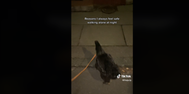 Kurios: Frau geht regelmäßig mit Huhn an der Leine spazieren