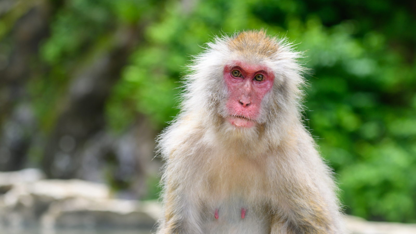 Horror in Japan: Wilde Affen verletzen 42 Menschen - oe24.at