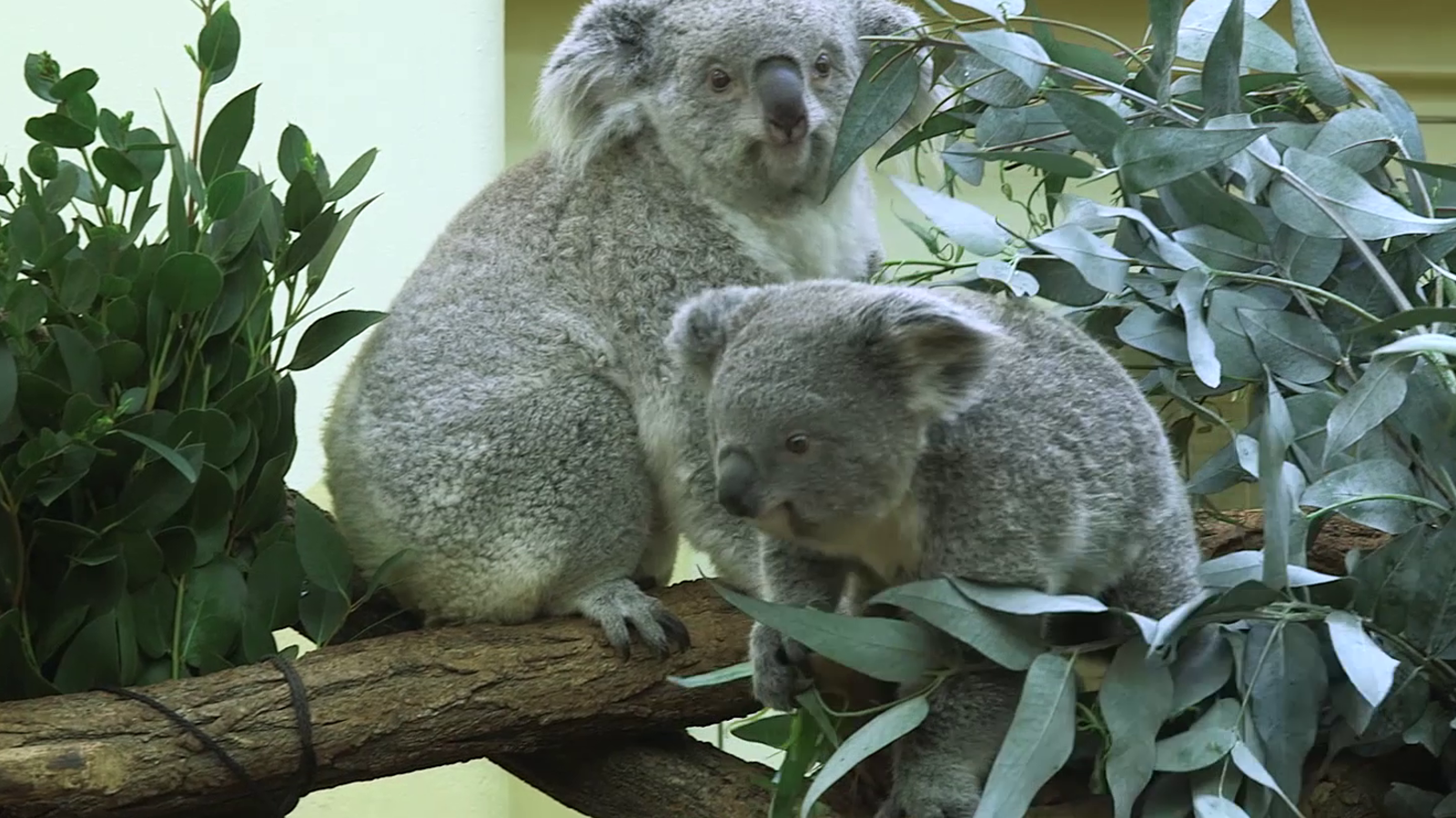 Happy Birthday: Koala-Mädchen wird 1 Jahr alt - oe24.at
