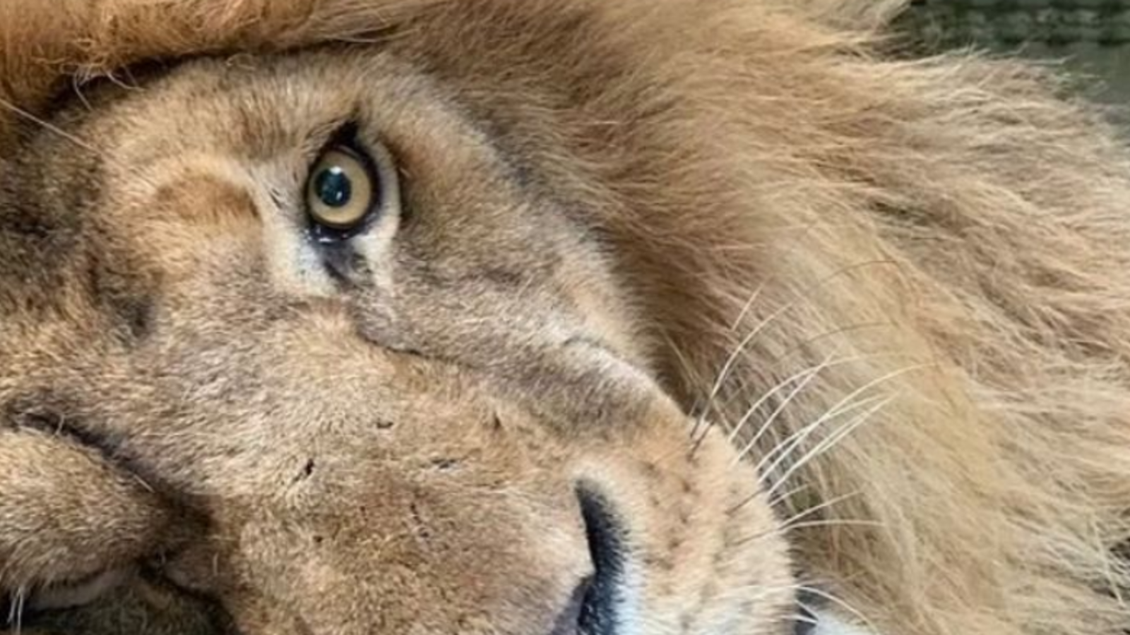 Größte Löwen-Rettung aller Zeiten: 11 Tiere aus Ukraine geholt