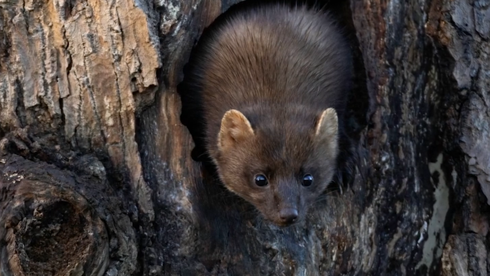 Frühjahr ist Marderzeit: Er ist nützlicher als sein Ruf - oe24.at