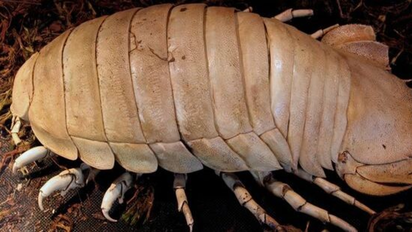 Wissenschaftler entdeckten 'Darth Vader der Meere'