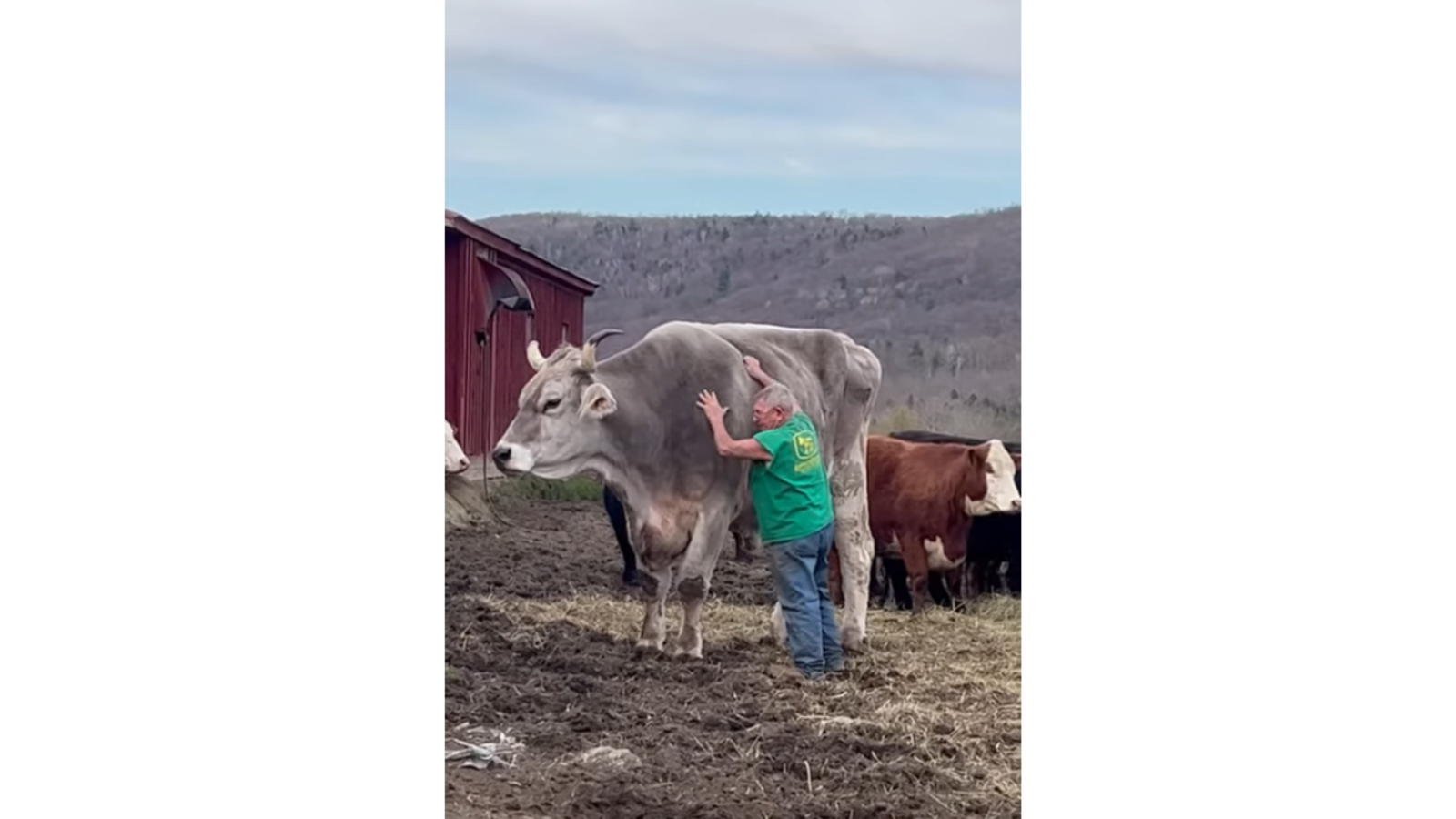 Gigantischer Ochse lässt Besitzer wie Zwerg aussehen