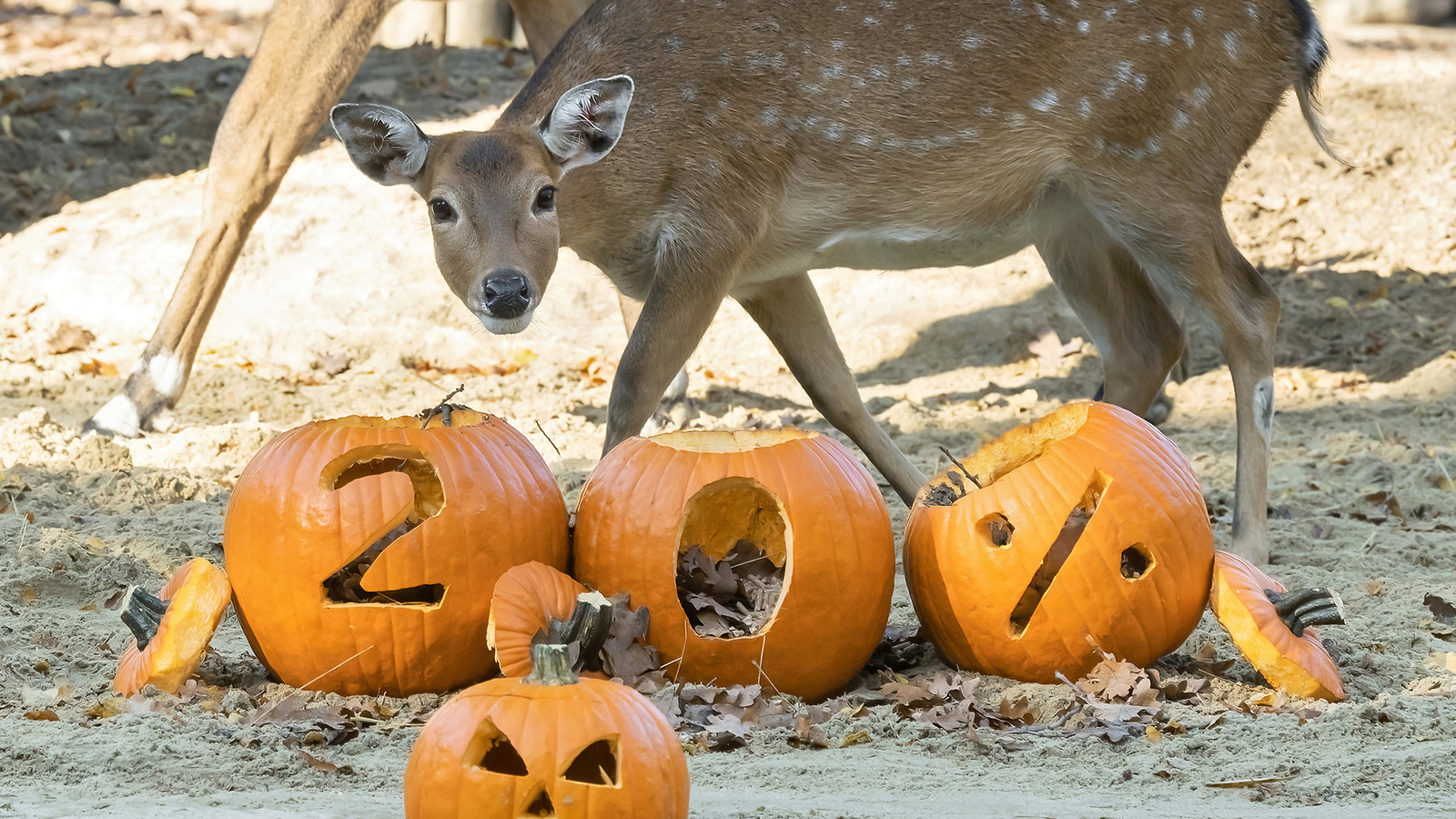 20 Prozent aller Tierarten vom Aussterben bedroht