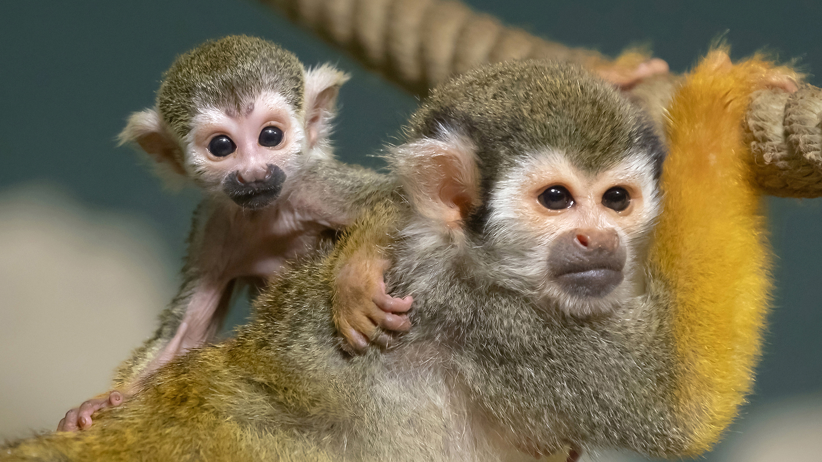Zoo Schönbrunn feiert besondere Tierbabys