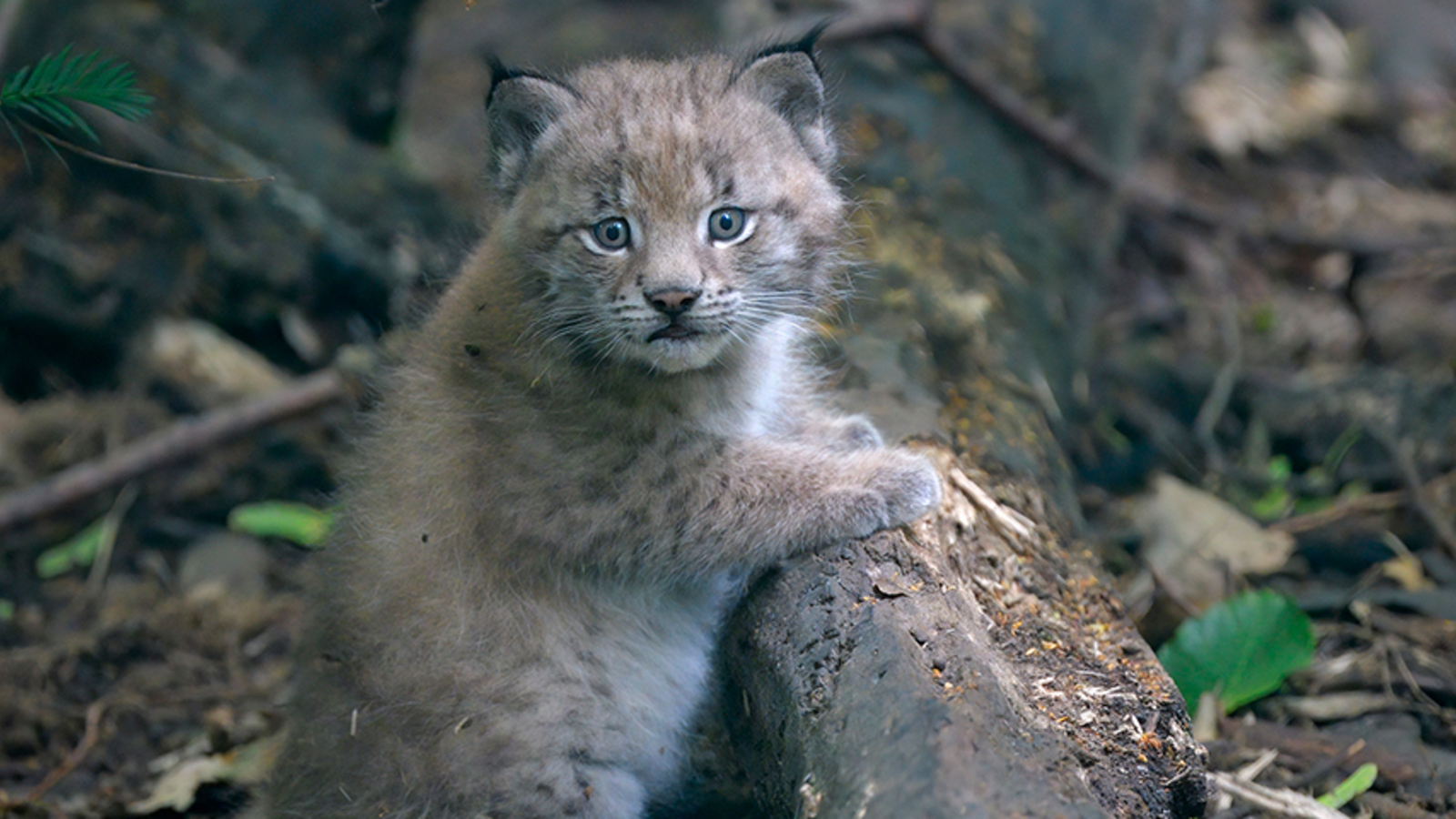 So süß ist der Schönbrunner Baby-Luchs