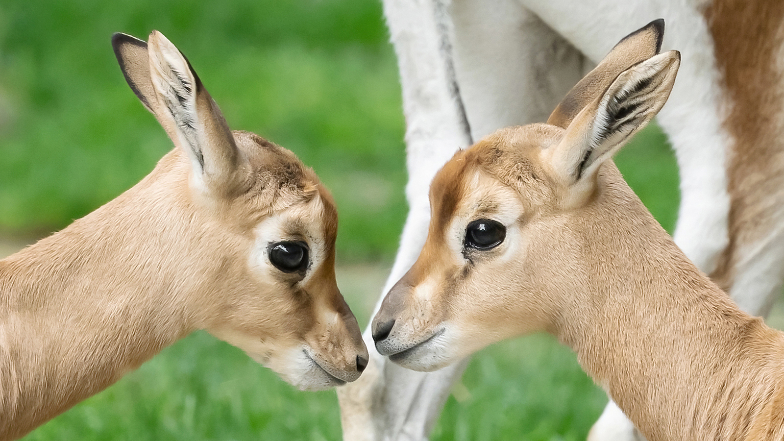 Seltene Gazellen im Tiergarten Schönbrunn nachgezüchtet