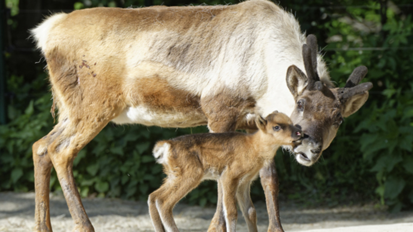 Rentier-Baby Paula begeistert Zoo in Schönbrunn