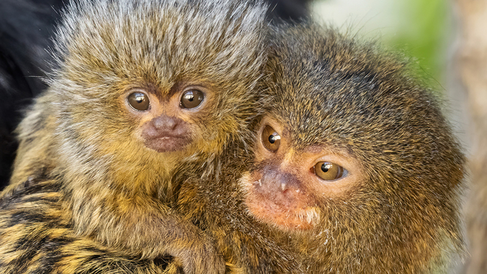 Nachwuchs in Schönbrunn: Affen-Baby ist nur Daumengroß