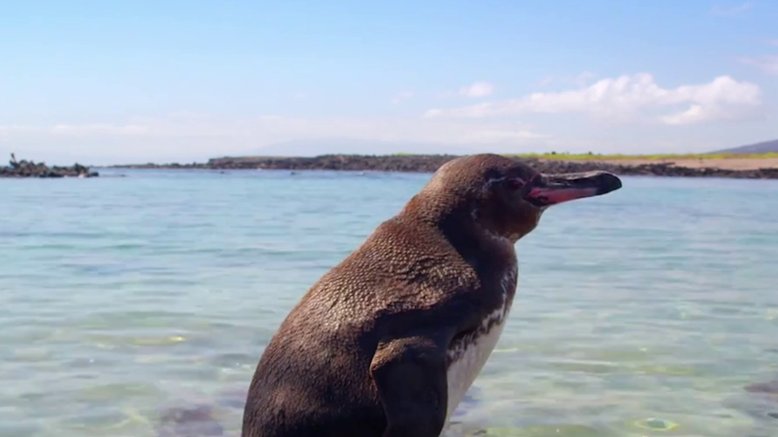Galápagos-Pinguine | Hoffnung für eine der seltensten Pinguin-Arten der ...