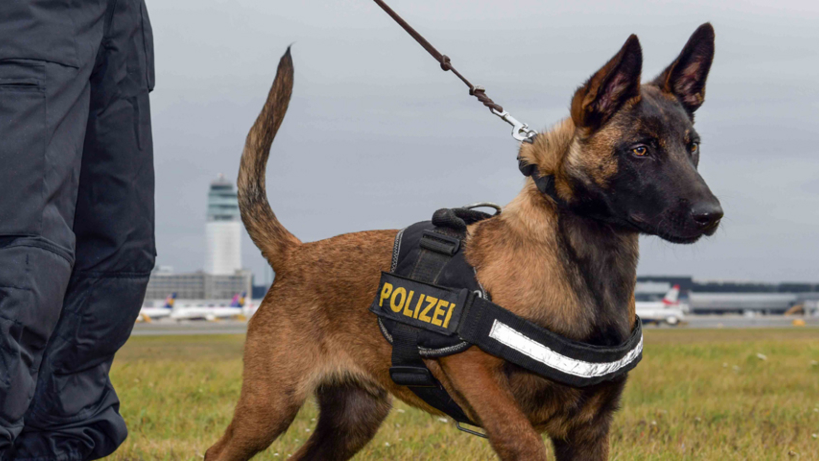 Polizeihunde nach Joggingrunde qualvoll verendet